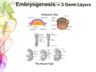 Acupuncture mode of action 365 | PPTX | Brain and Nervous System ...