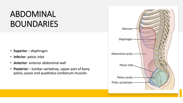 Acute-abdomen-and-Bowel-obstruction.pptx