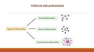 Acute-inflammation acute and chronic .pptx