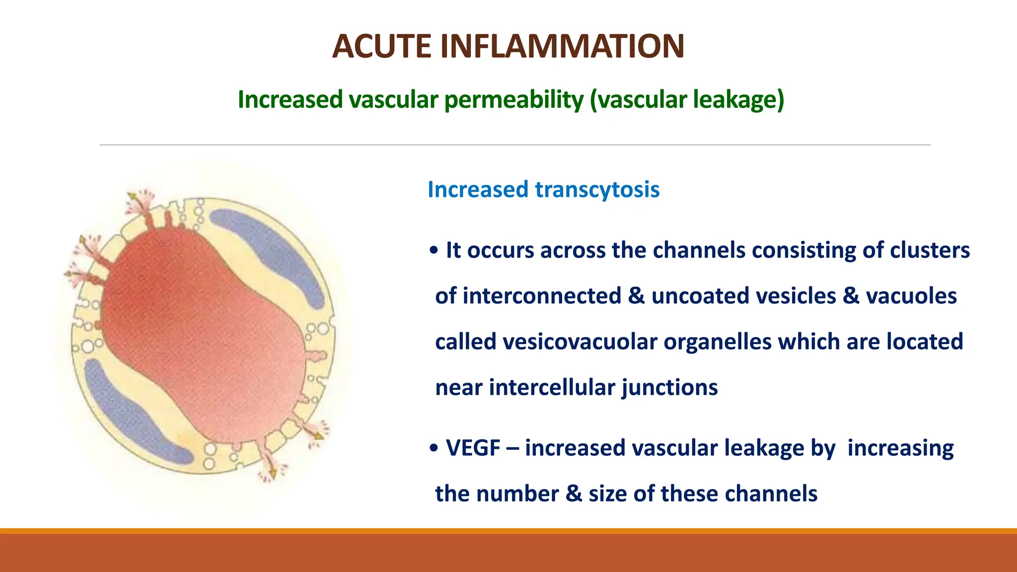 Chapter 2 Acute-inflammation general pathology | PPTX