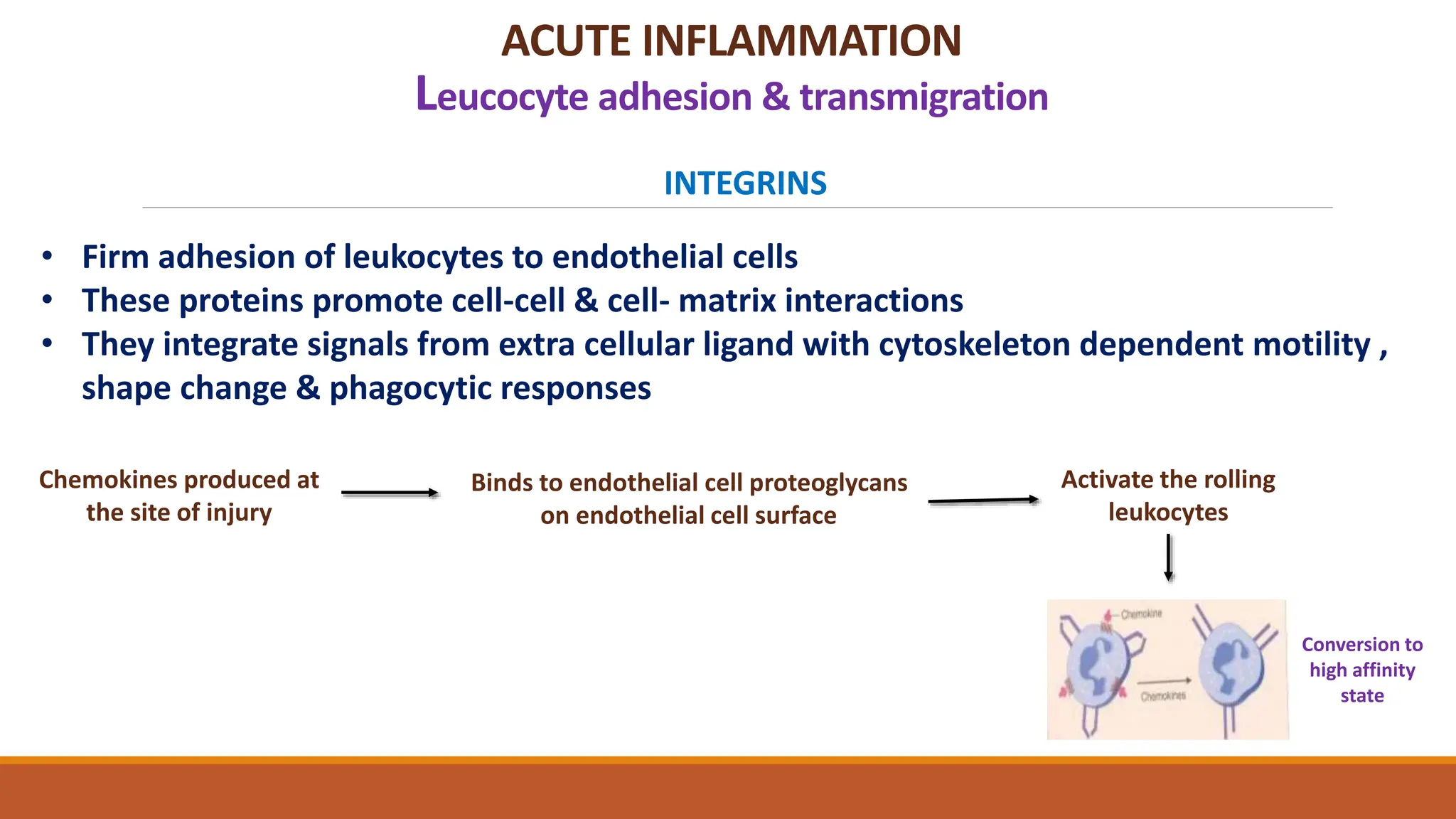 Chapter 2 Acute-inflammation general pathology | PPTX
