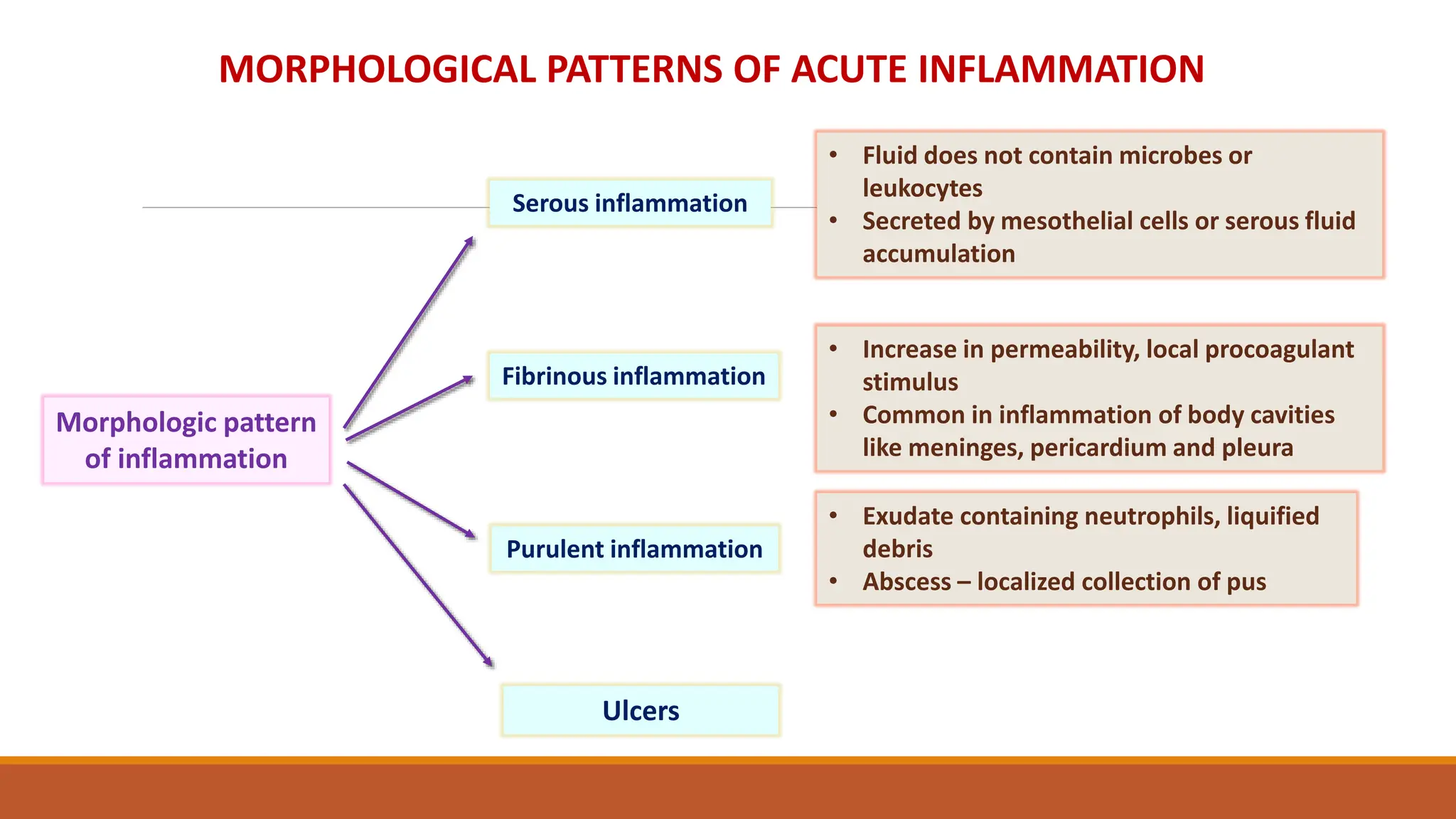Chapter 2 Acute-inflammation general pathology | PPTX