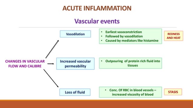 Chapter 2 Acute-inflammation general pathology | PPTX | Blood Disorders ...