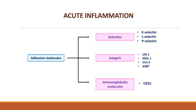 Chapter 2 Acute-inflammation general pathology | PPTX | Blood Disorders ...
