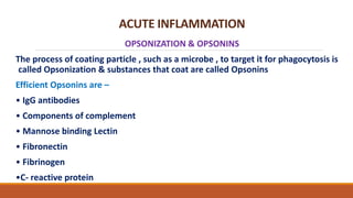 Chapter 2 Acute-inflammation general pathology | PPTX