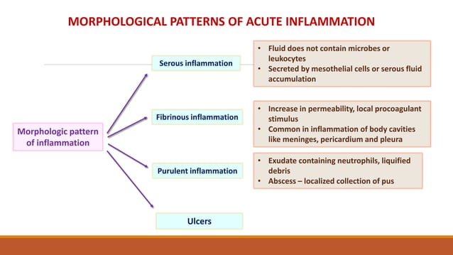 Chapter 2 Acute-inflammation general pathology | PPTX | Blood Disorders ...