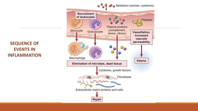 Chapter 2 Acute-inflammation general pathology | PPTX | Blood Disorders ...