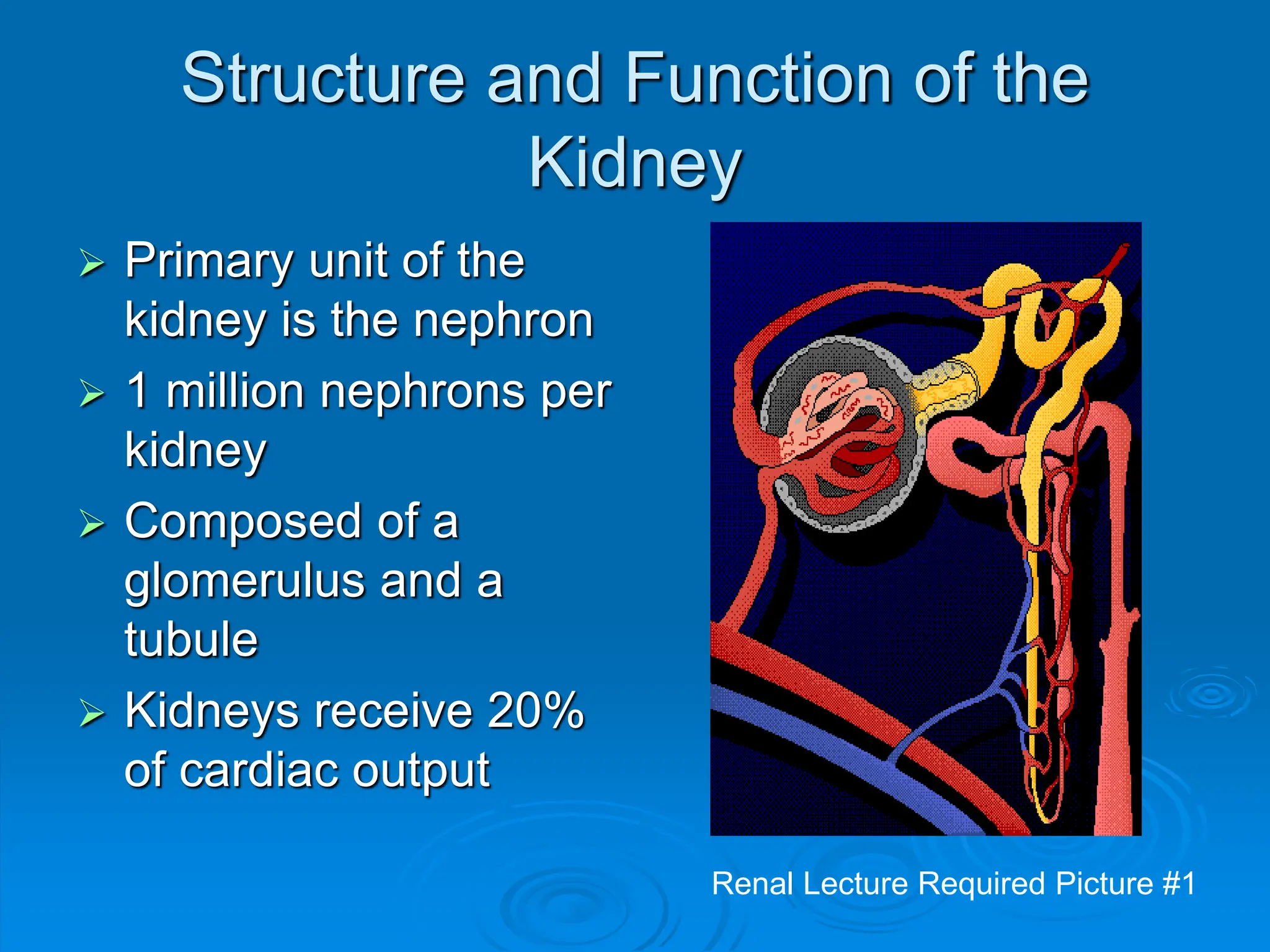 acute-renal-failure.ppt