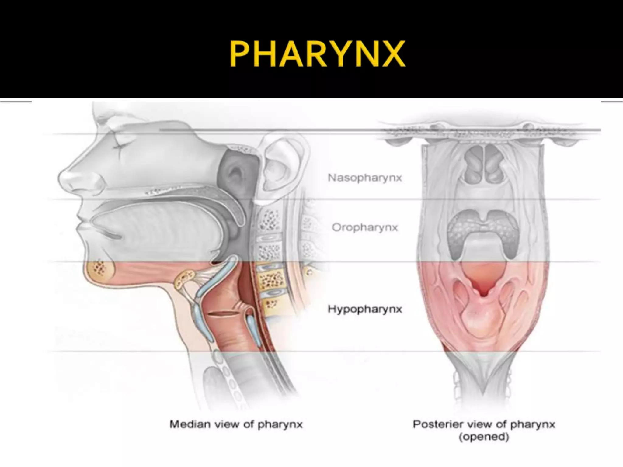 ACUTE AND CHRONIC CONDITION OF PHARYNX & LARYNX.ppt