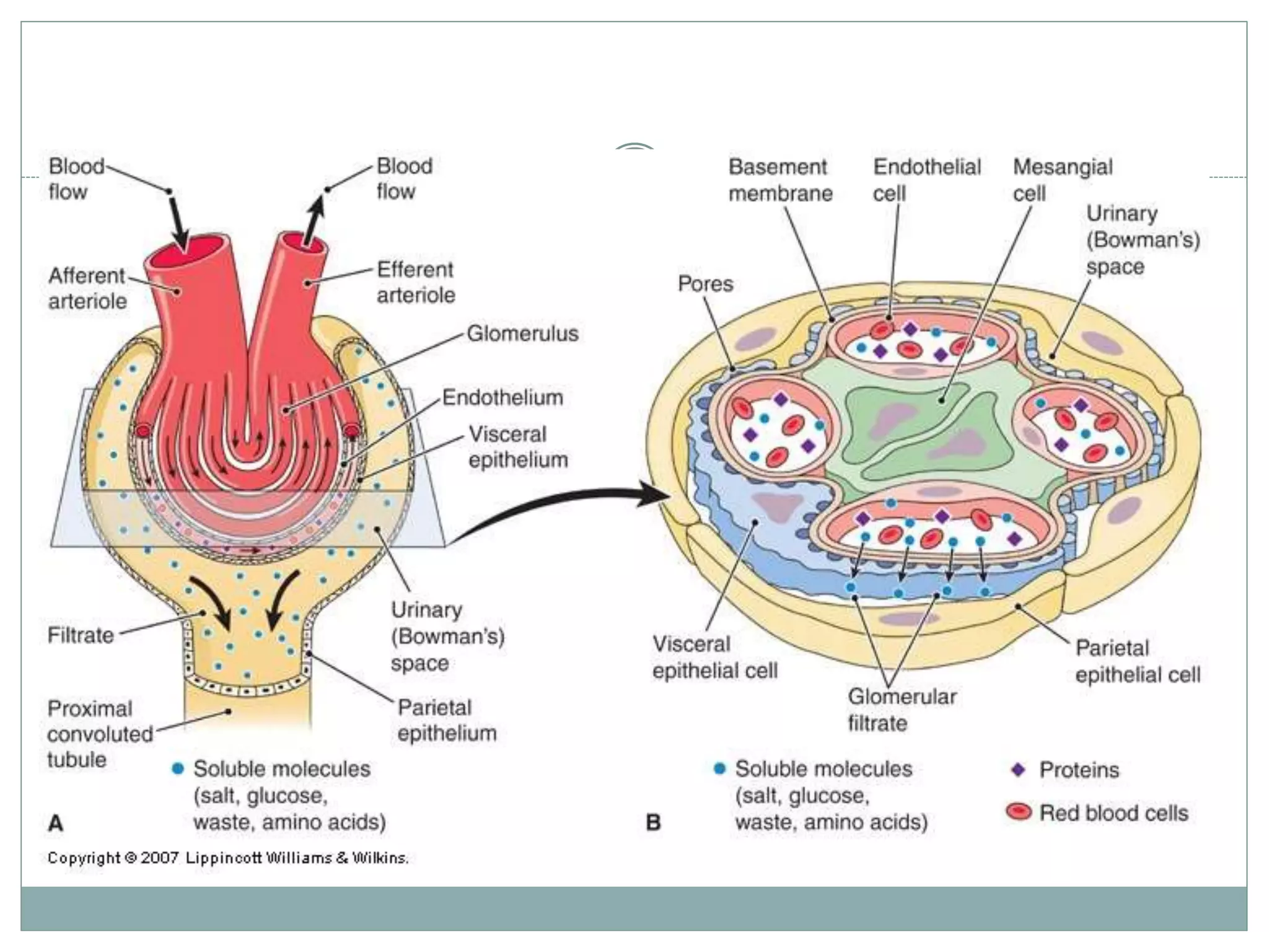 Acute and chronic glomerulonephritis | PPT