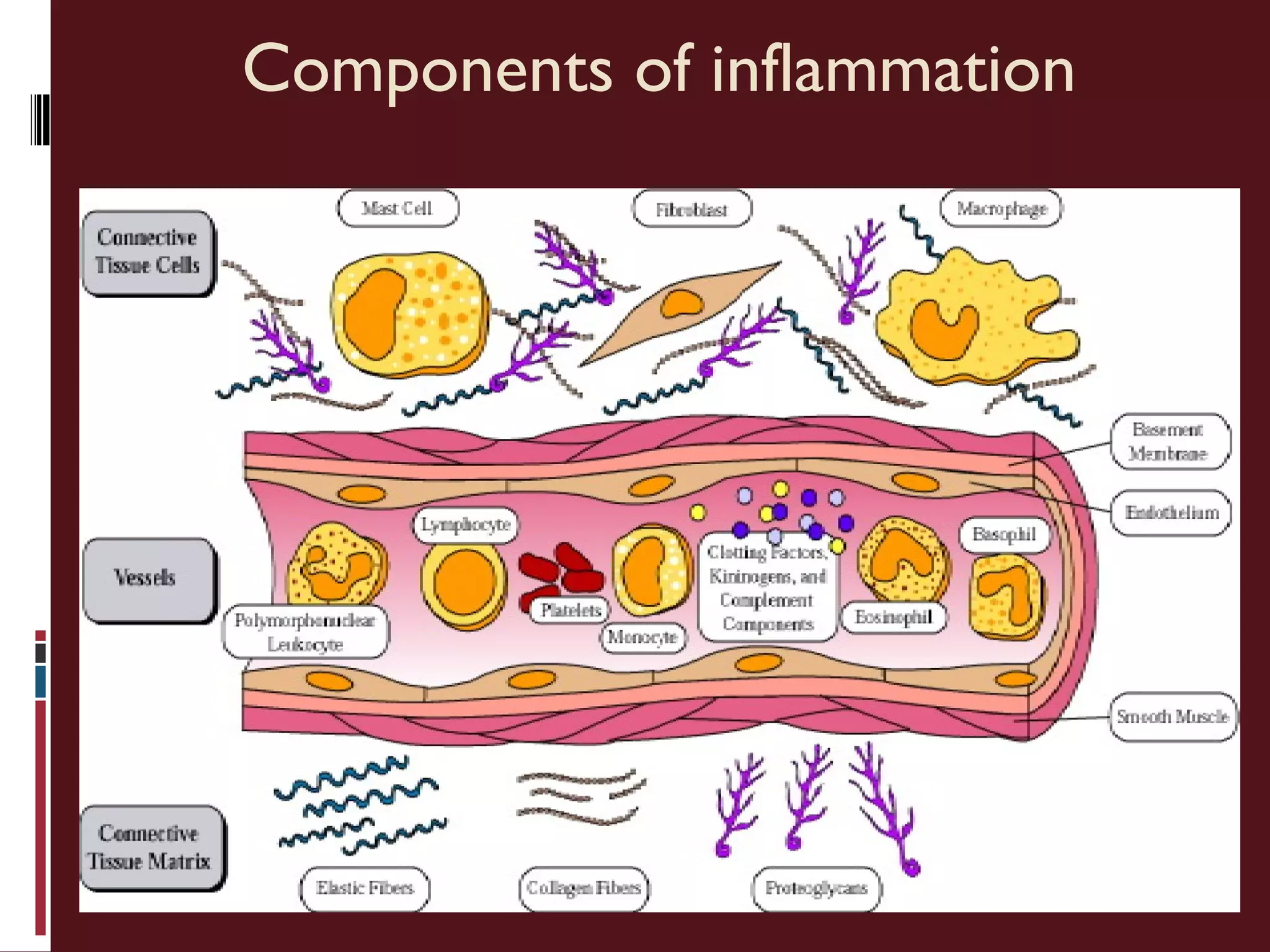 Acute and chronic inflammation | PPT