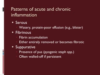 Acute and chronic inflammation | PPT
