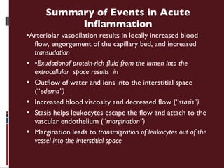 Acute and chronic inflammation | PPT