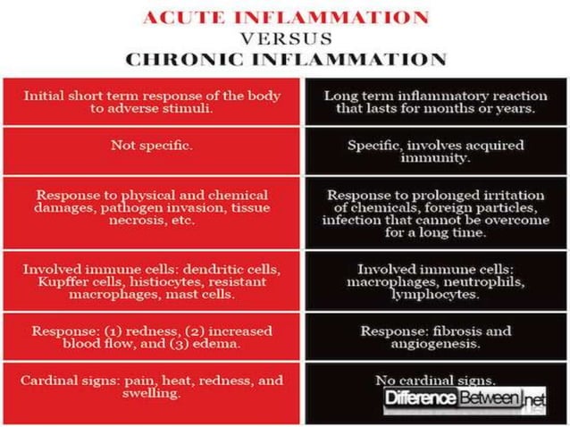 ACUTE AND CHRONIC INFLAMMATION - MANJU.pptx