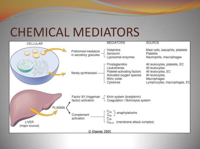 Acute and chronic inflammation 1 robbins | PPTX | Blood Disorders ...
