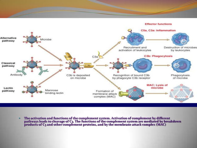 Acute and chronic inflammation 1 robbins | PPTX | Blood Disorders ...