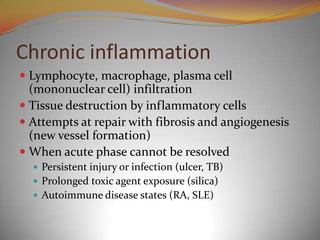 Acute and chronic inflammation 1 robbins | PPTX