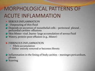 Acute and chronic inflammation 1 robbins | PPTX
