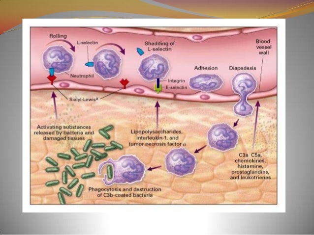 Acute and chronic inflammation 1 robbins