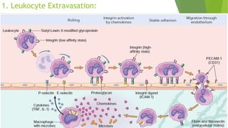 Acute and Chronic inflammation & Wound Healing | PPTX