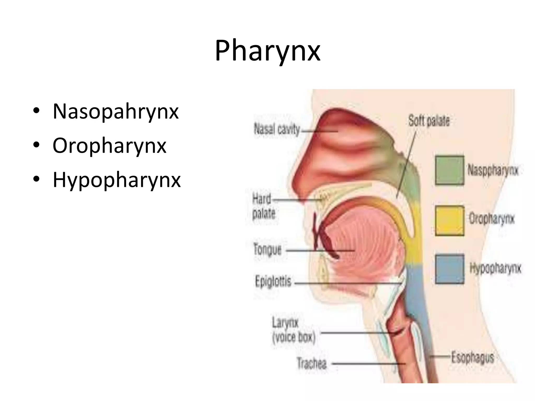 Acute and chronic pharyngitis | PPTX