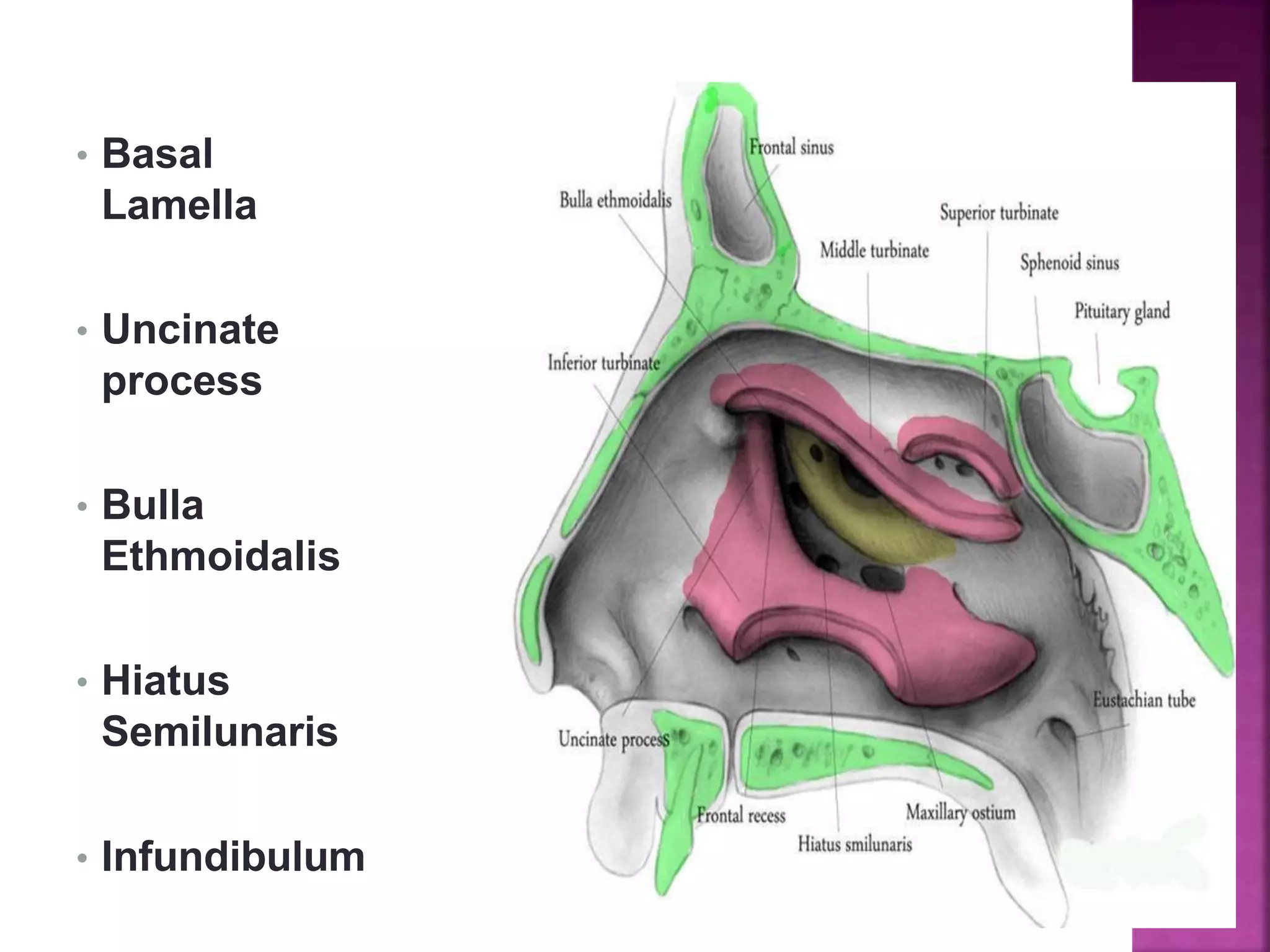 Acute and Chronic Sinusitis.pptx