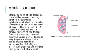Acute and chronic tonsilitis | PPTX