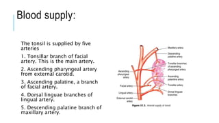 Acute and chronic tonsilitis | PPTX