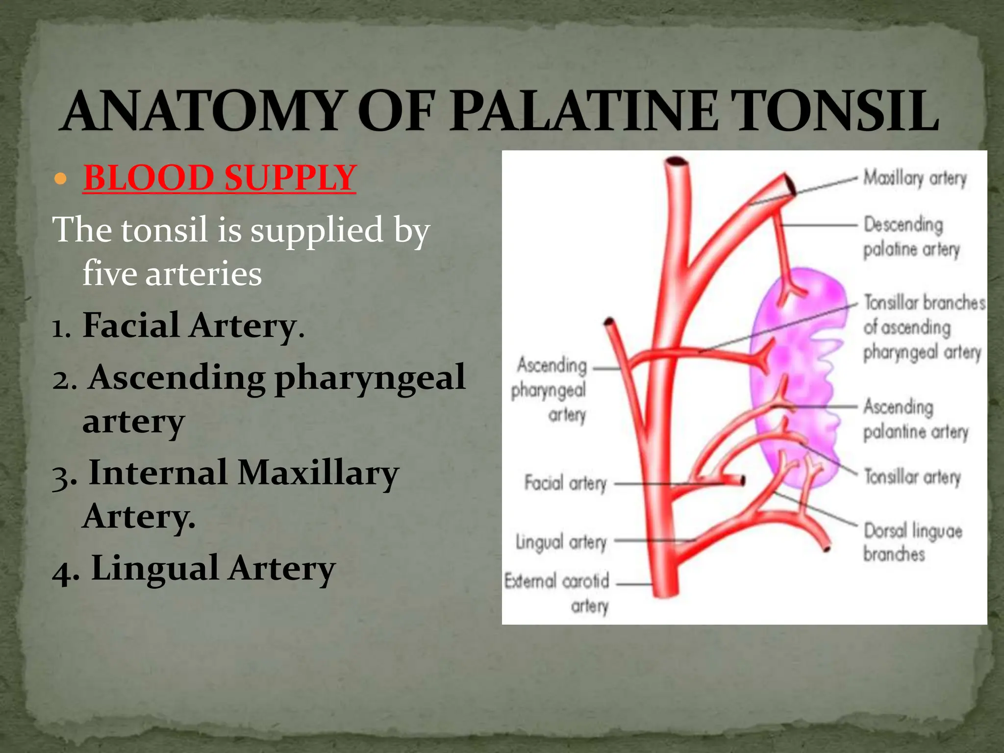 ACUTE AND CHRONIC TONSILITIS.pptx