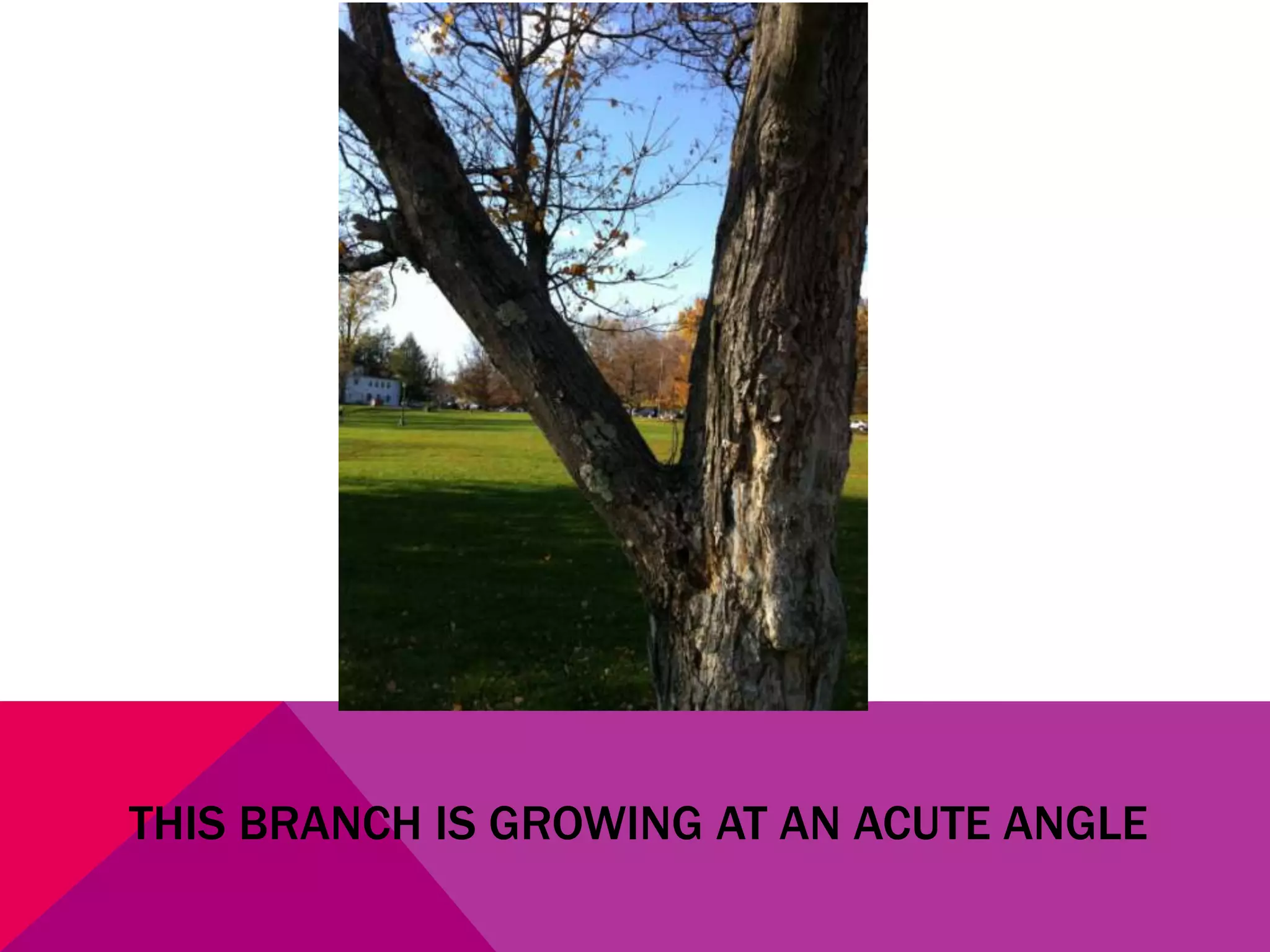 Acute angles | PPTX