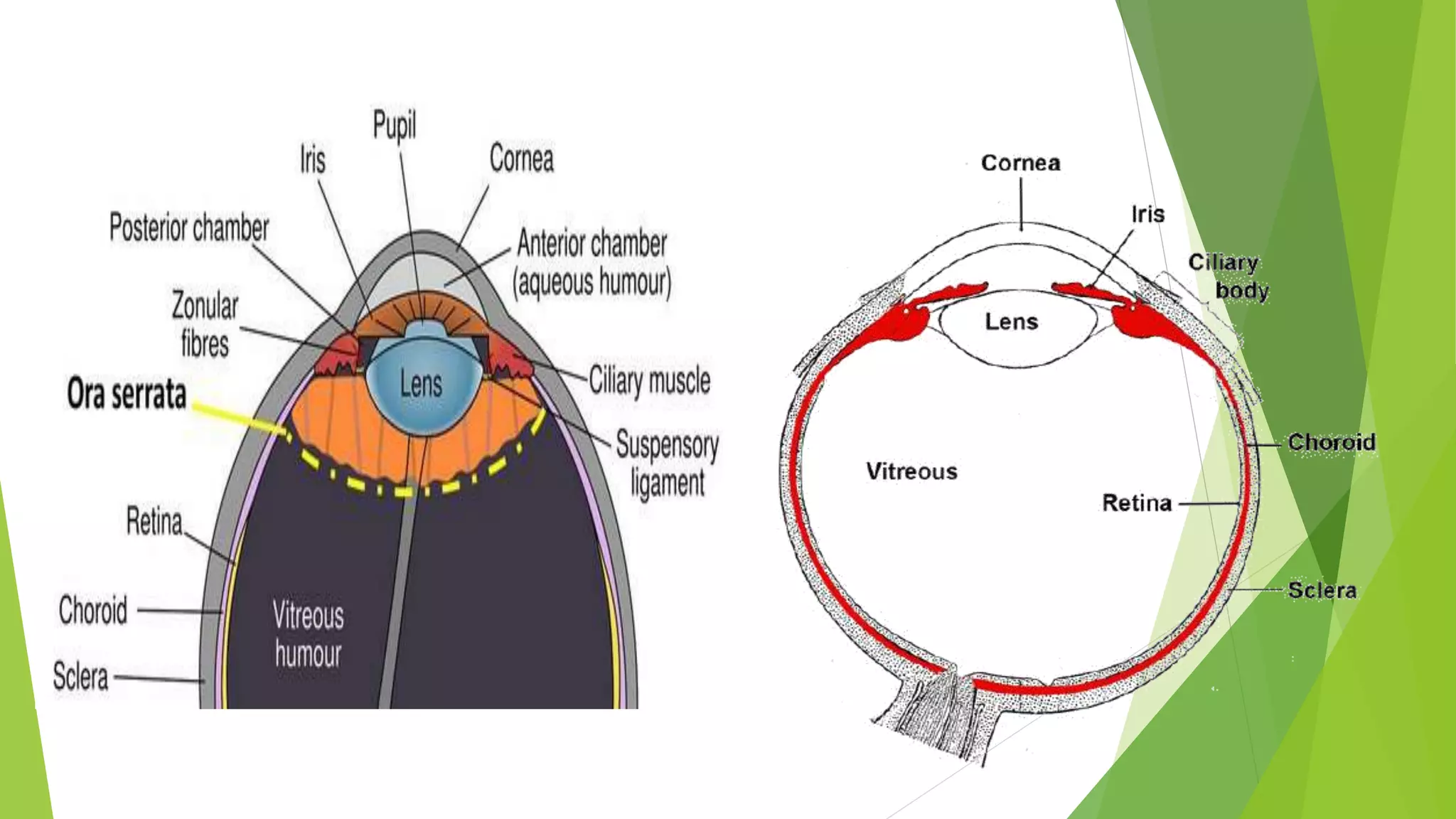 Acute anterior Uveitis.pptx | Eye and Vision Conditions | Diseases and ...
