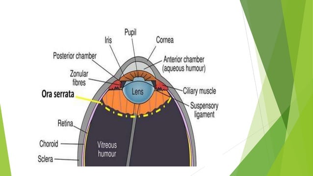 Acute anterior Uveitis.pptx | Eye and Vision Conditions | Diseases and ...