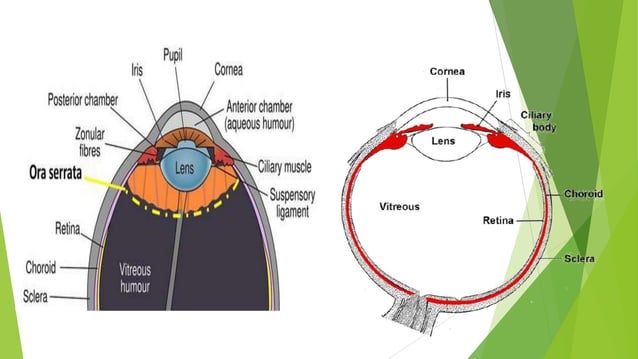 Acute anterior Uveitis.pptx | Eye and Vision Conditions | Diseases and ...
