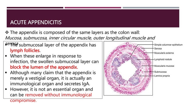 ACUTE APPENDICITIS: anatomy, aetiology, types, clinical features.pptx ...