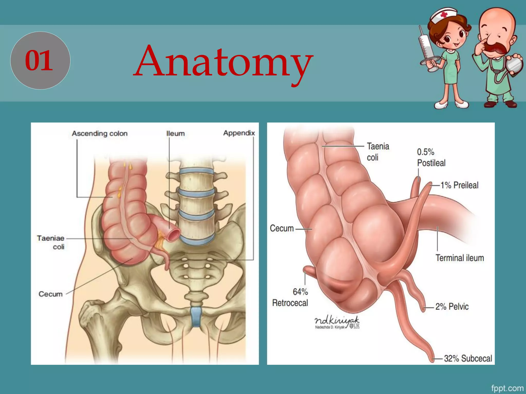 Acute appendicitis in adults - Hoang Cuong HMU | PPT