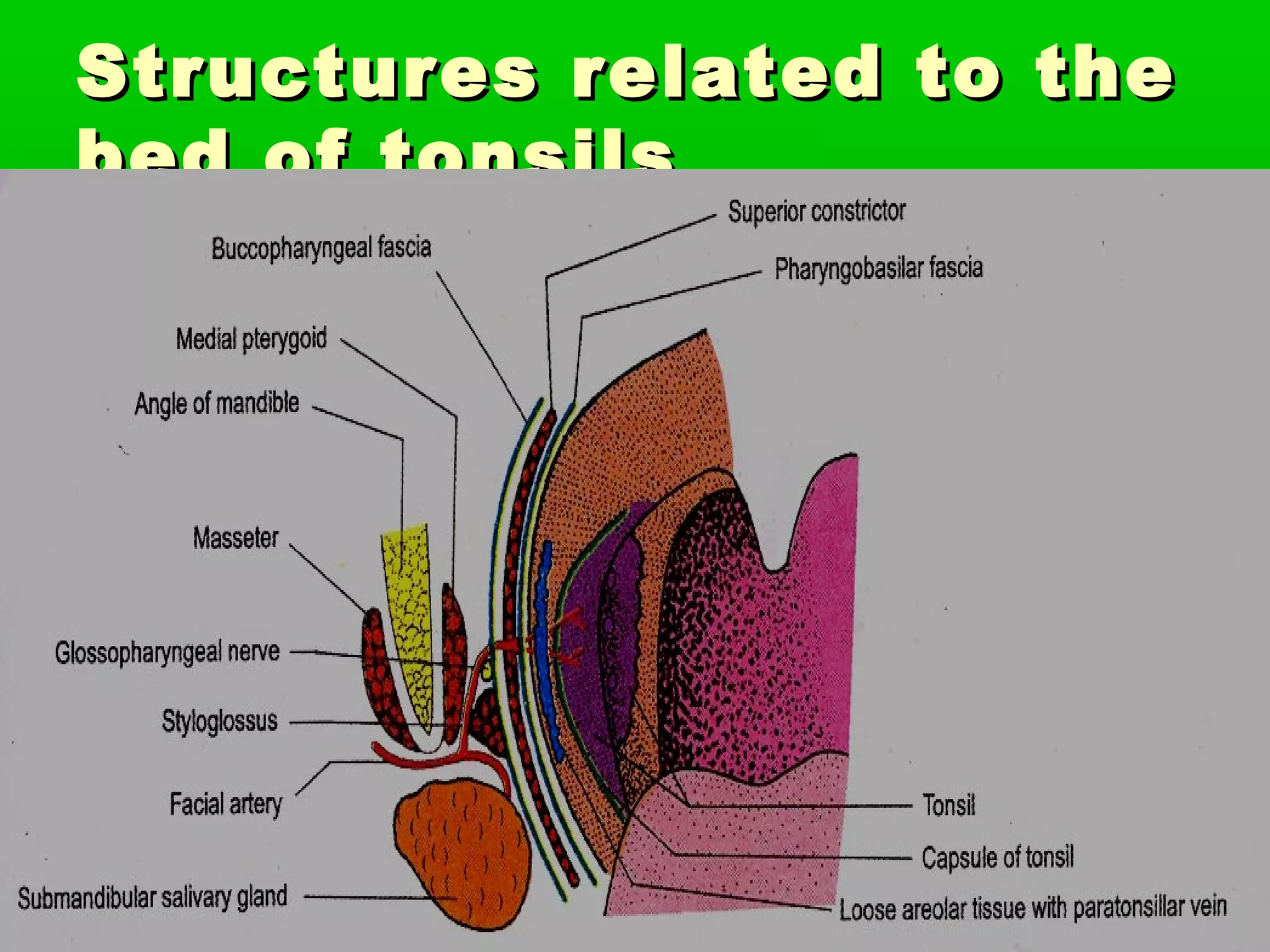 Acute & chronic tonsillitis and their management | PPT