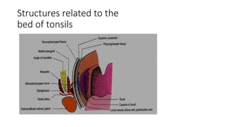 acute & chronic tonsillitis.pptx
