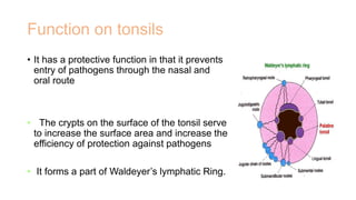 acute & chronic tonsillitis.pptx