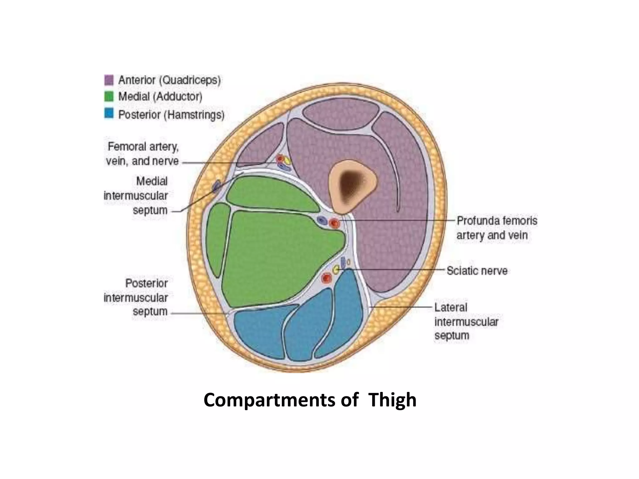 Acute compartment syndrome | PPTX