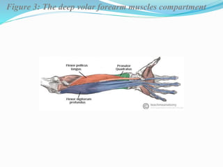 Acute compartment syndrome and volkmann's ischemic contracture | PPT