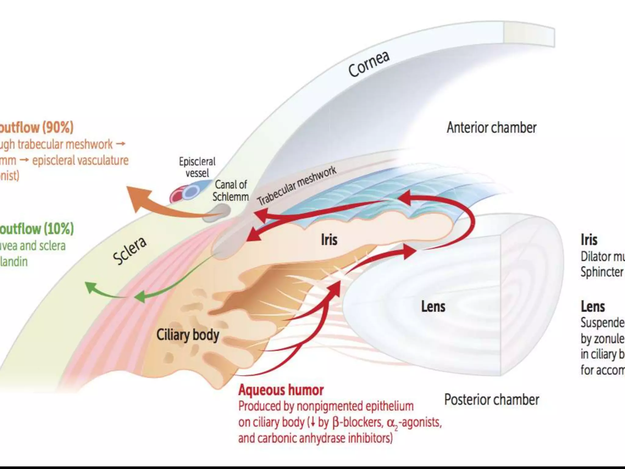 primary closed angle glaucoma (Acute congestive glaucoma) | PPTX