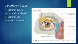 Acute Dacryocystitis | PPTX