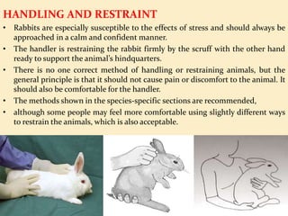 Acute dermal irritation/corrosion: OECD 404 | PPTX
