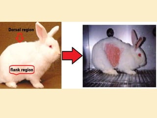 Acute dermal irritation/corrosion: OECD 404 | PPTX