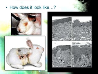 Acute dermal toxicity | PPT