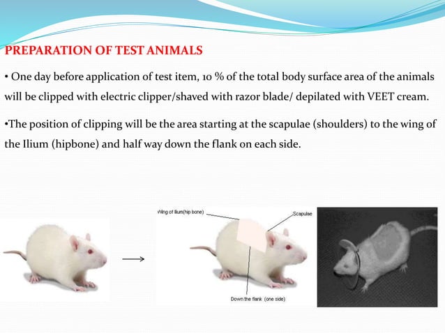 Acute dermal toxicity-402 | PPTX | Skin and Dermatology | Diseases and ...