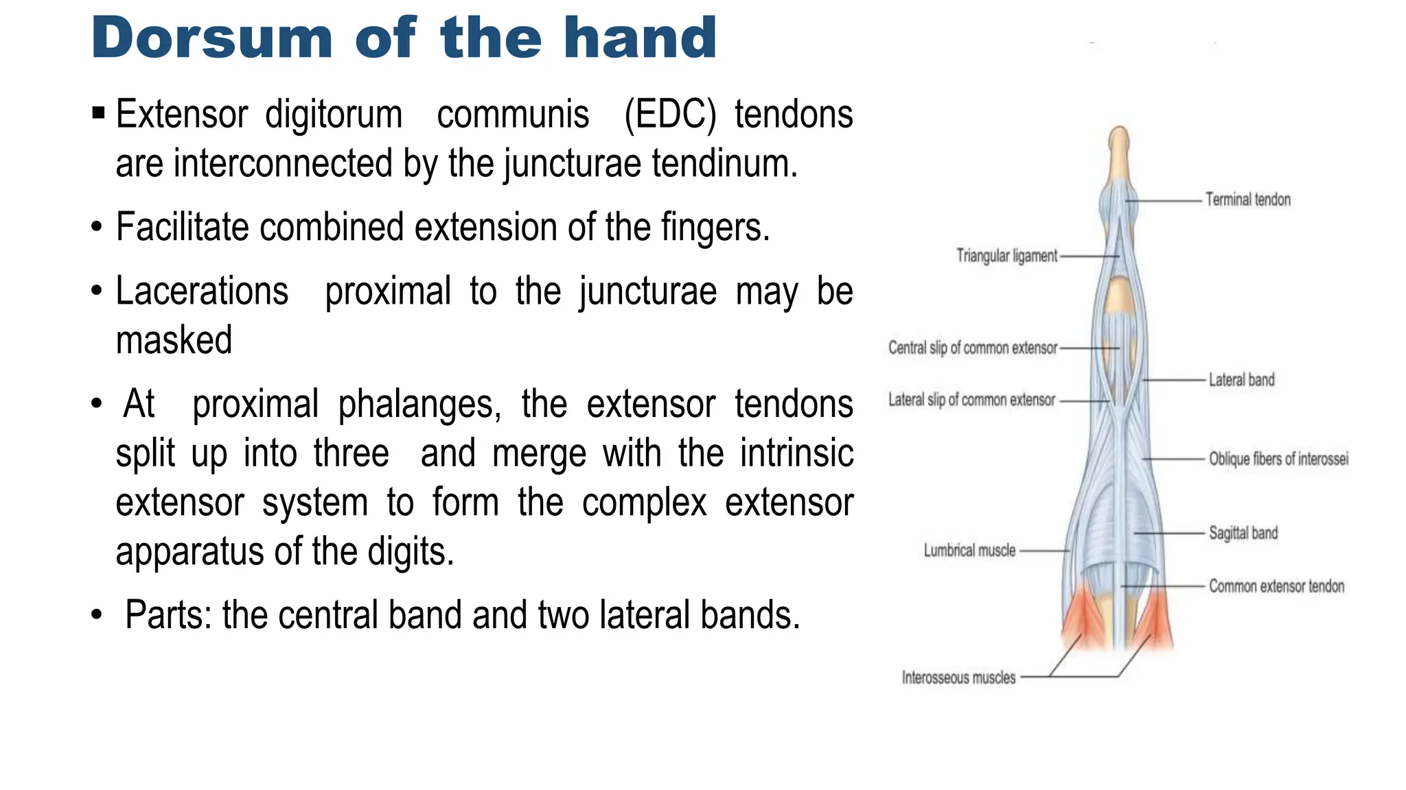 Acute Extensor tendon injuries diagnosis and management.pptx