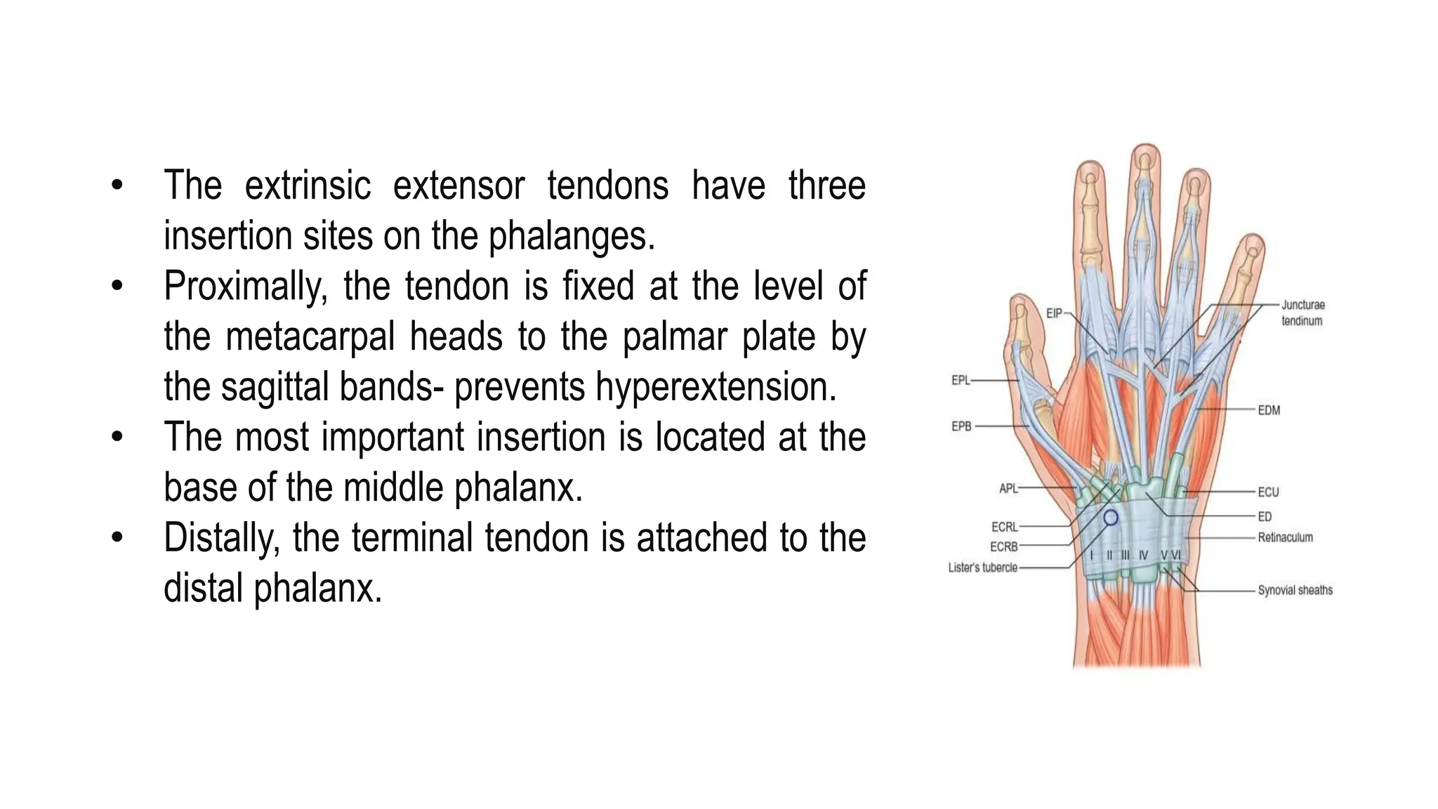 Acute Extensor tendon injuries diagnosis and management.pptx