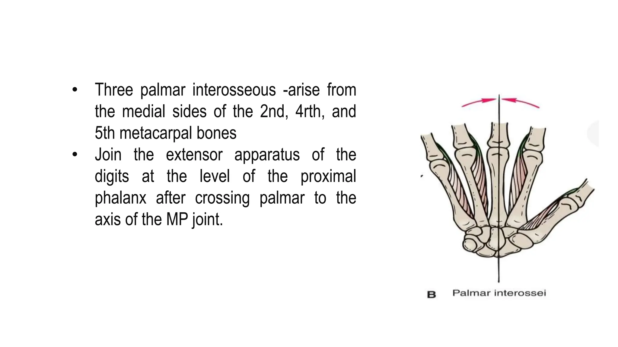 Acute Extensor tendon injuries diagnosis and management.pptx | Death ...