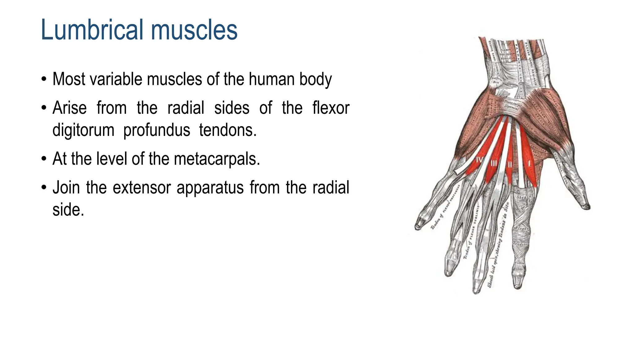 Acute Extensor tendon injuries diagnosis and management.pptx